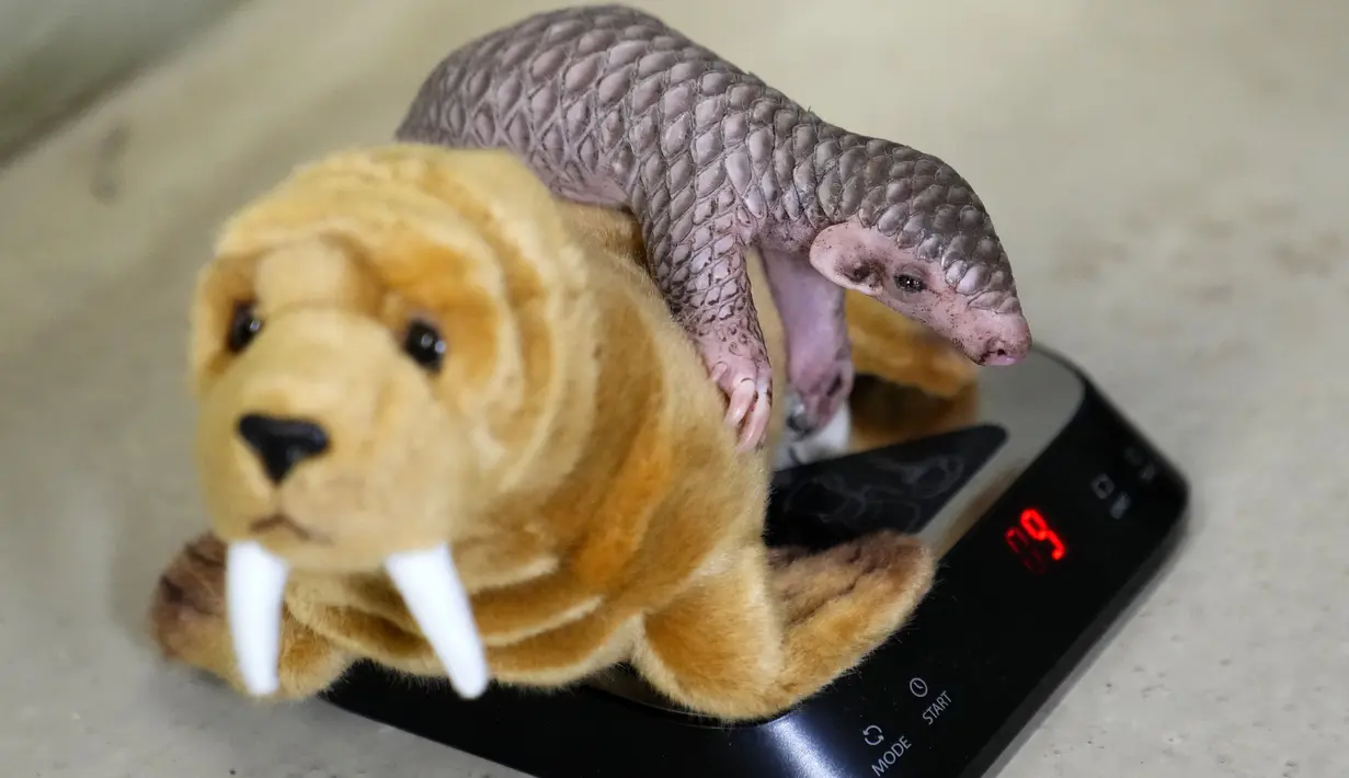 Ini Bayi Trenggiling Pertama di Eropa yang Lahir di Kebun Binatang ...