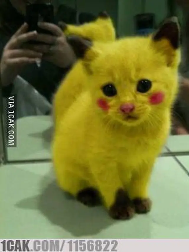 6 Potret Lucu Kucing Cosplay Anime Ini Bikin Ngakak - Hot Liputan6.com