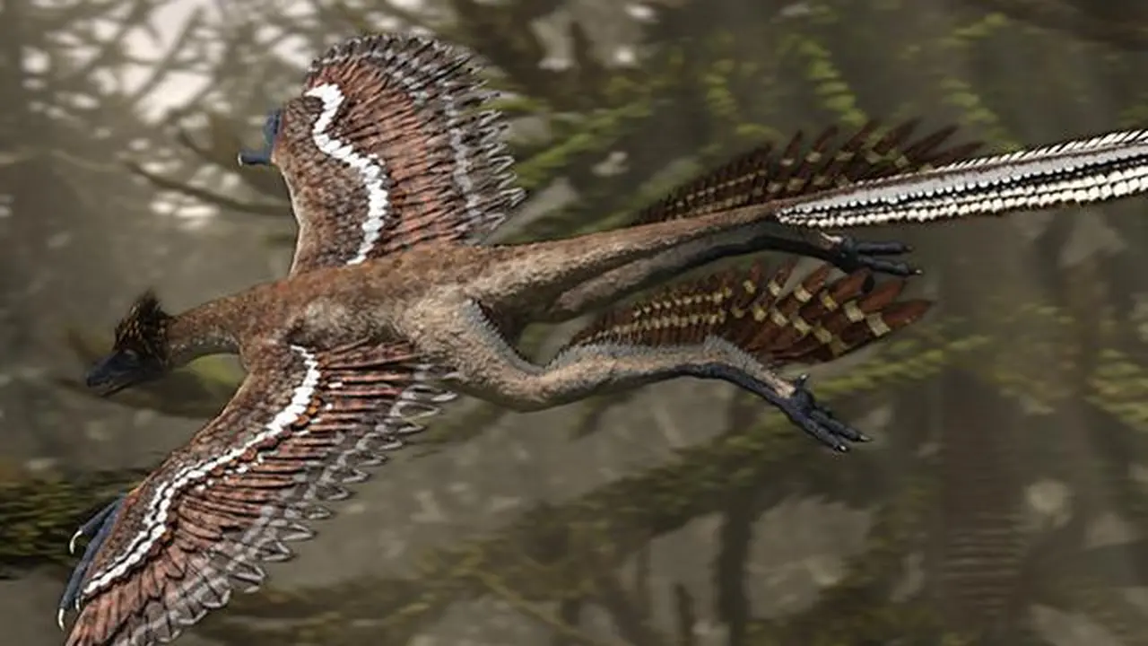 Fosil Microraptor yang Gaya Berburunya Jadi Perdebatan Peneliti ...