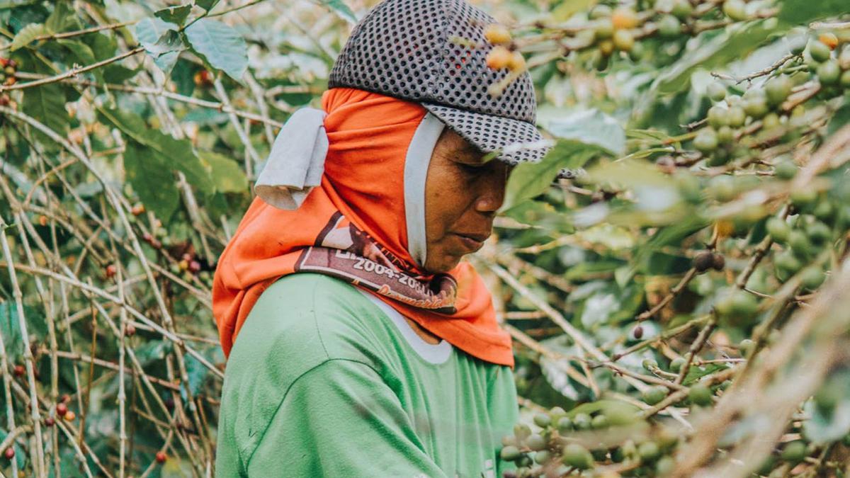 Peran Perempuan Petani Kopi Indonesia Masih Dipandang Sebelah Mata ...
