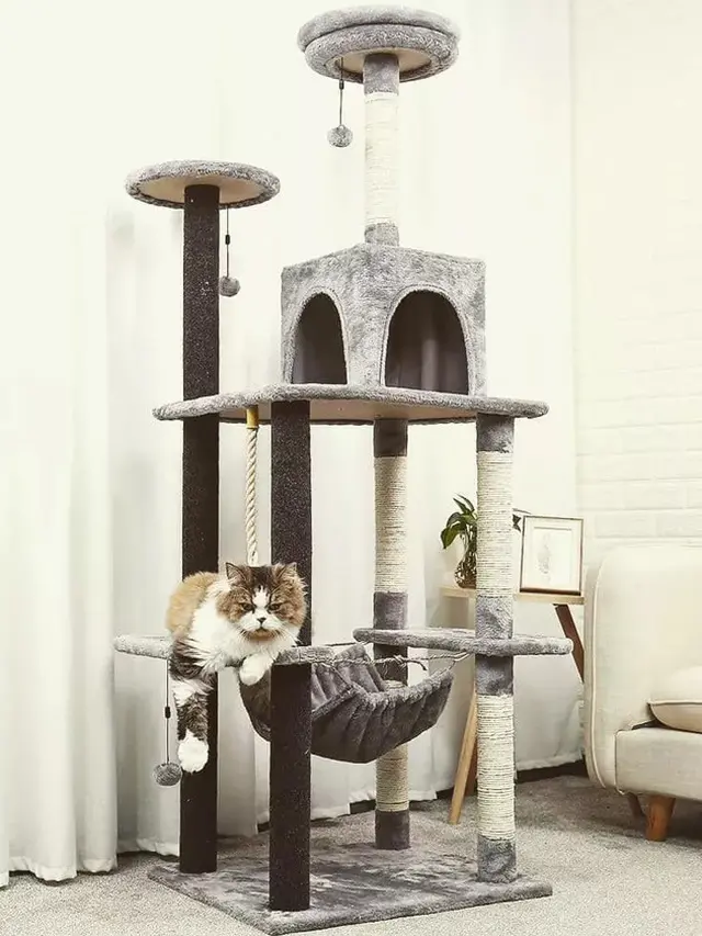 Jangan Remehkan Kemampuan Kucing Melompat, Bisa Sampai 2 Meter - Health ...