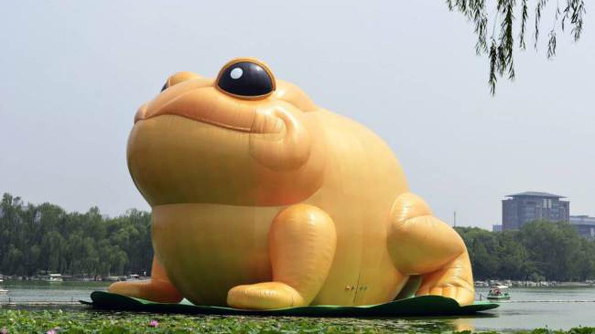 Setelah Bebek, Kodok Karet Raksasa Kini Hadir di Beijing - Lifestyle ...