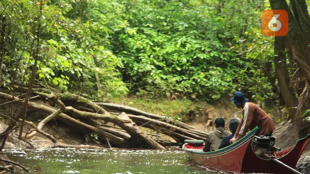 10 Manfaat Rawa bagi Manusia dan Lingkungan, Ketahui Jenisnya - Hot ...