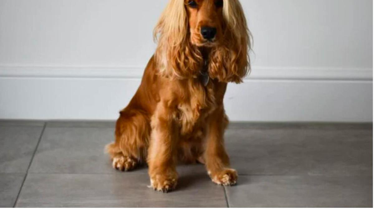 Miliki Rambut Indah Memukau, Anjing Ini Dikira Pakai Wig - Citizen6 ...