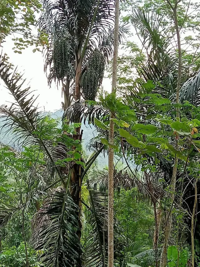 Di Mana Desa Wadas Berada? - Lifestyle Liputan6.com