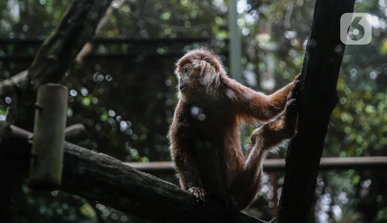 FOTO: Melihat Kondisi Satwa di Ragunan Pasca Penerapan WFH dan PSBB ...
