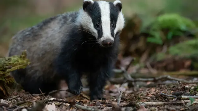 Dari Menyengat hingga Busuk, Ini 8 Hewan yang Gunakan Bau sebagai ...