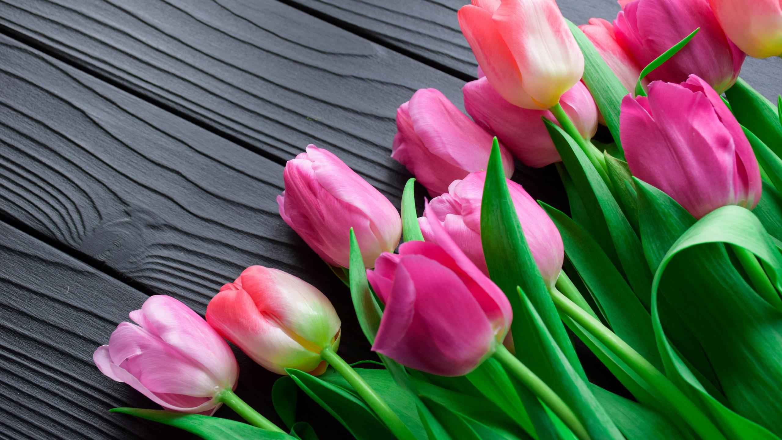 20 Fakta Unik Bunga Tulip, Punya 3.000 Jenis dan Dipercaya Bisa Jadi Obat