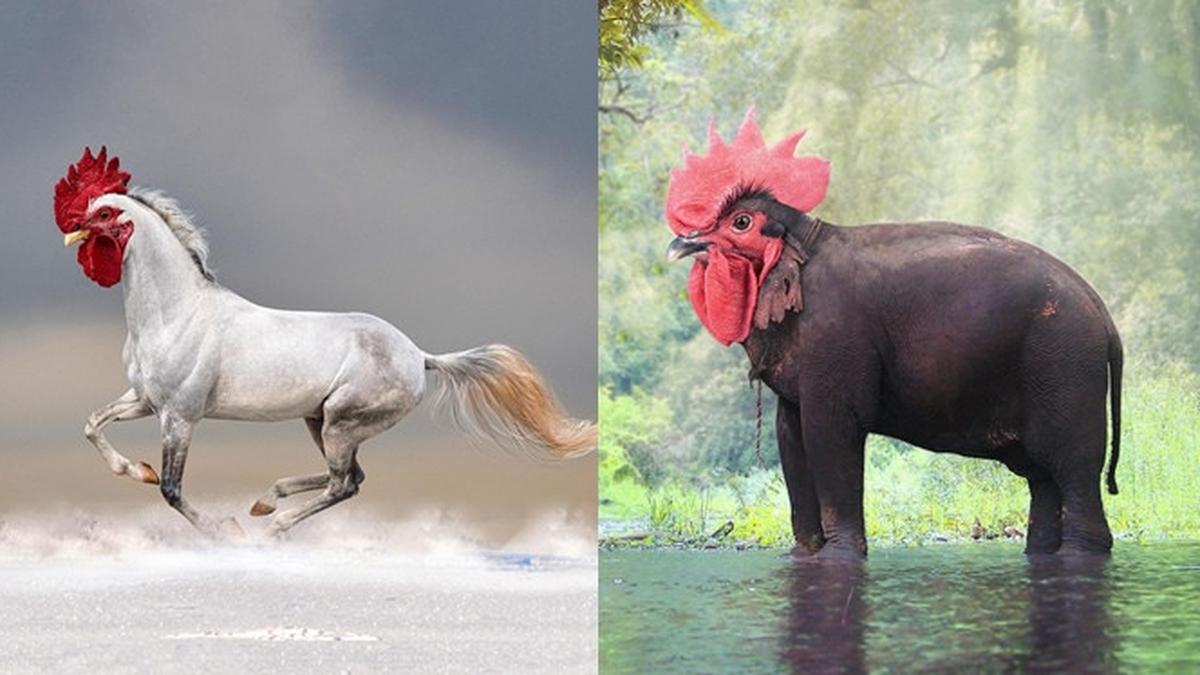 6 Editan Foto Ayam Gabung Hewan Lain Ini Unik Banget, Kocak