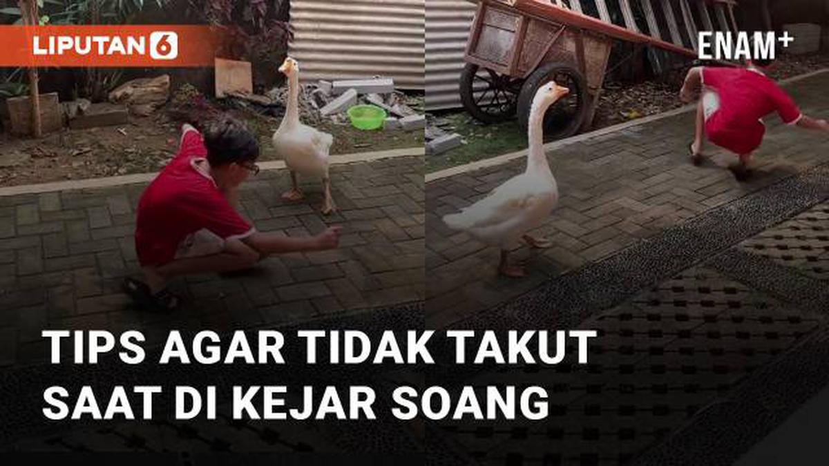 VIDEO: Dikejar Soang, Ini Dia Tips Agar Tidak Takut
