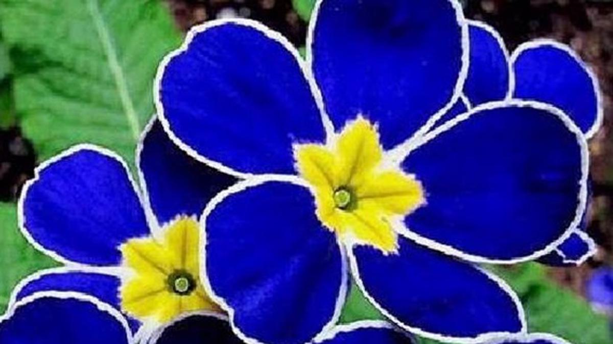 Bunga Berwarna Biru Alami Super Cantik dan Mengagumkan - Photo Fimela.com