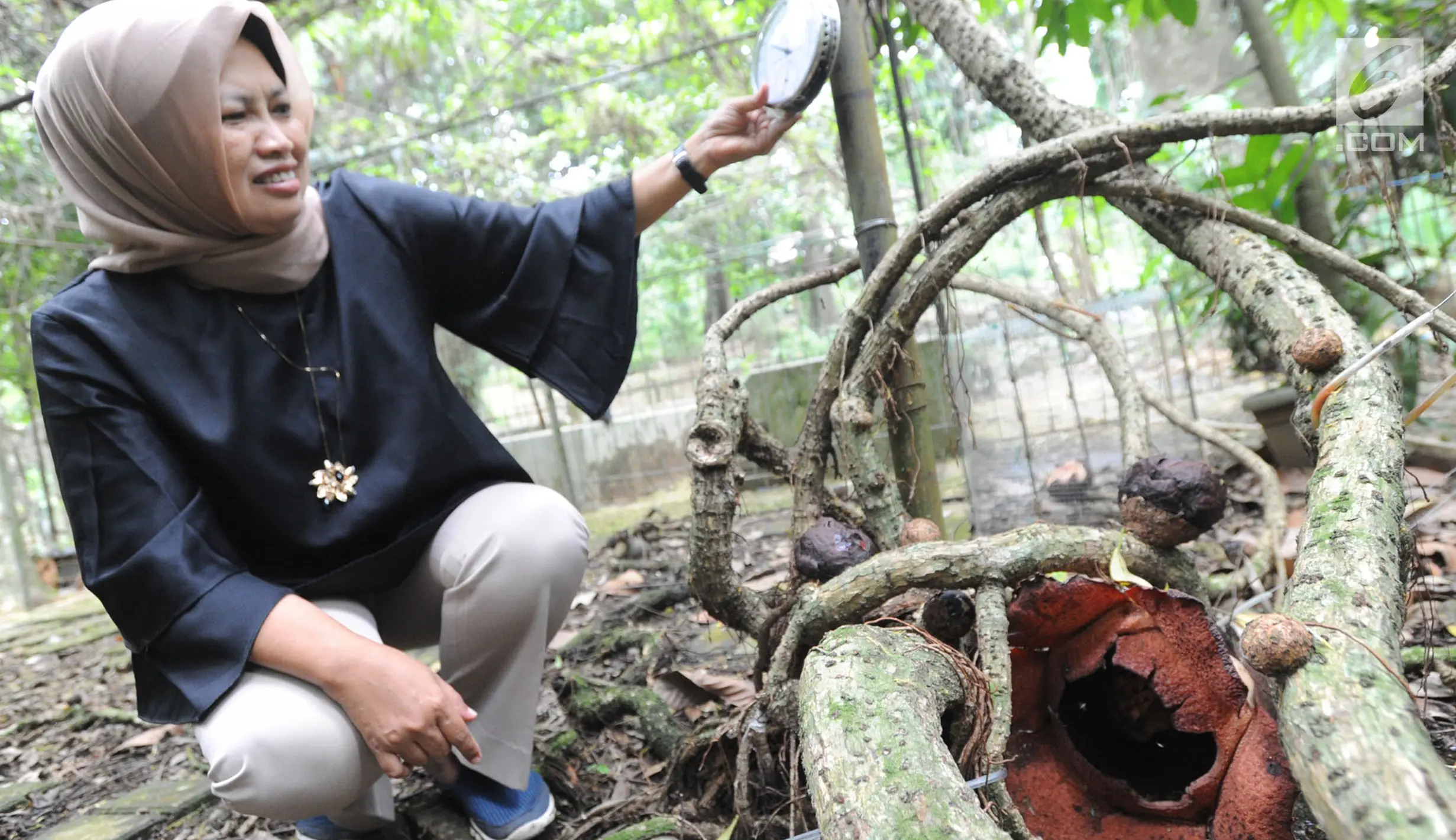FOTO: Melihat Bunga Langka Rafflesia Padma yang Mekar di Kebun Raya ...