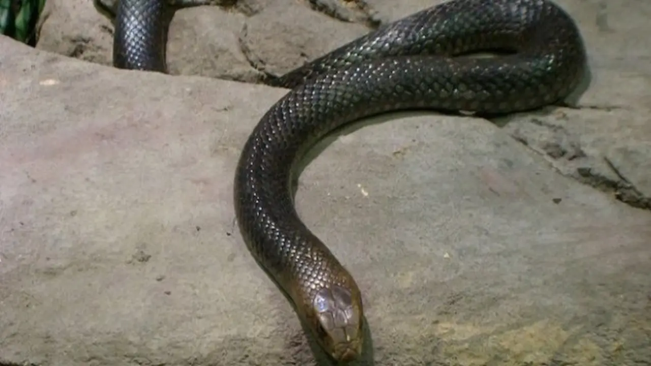 10 Ular Paling Berbisa di Muka Bumi - Citizen6 Liputan6.com