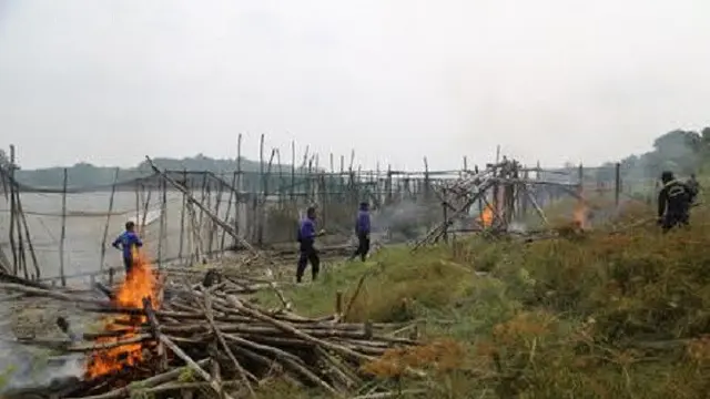 Maret, Babi-Babi Harus Keluar Kawasan Waduk di Batam - Regional ...