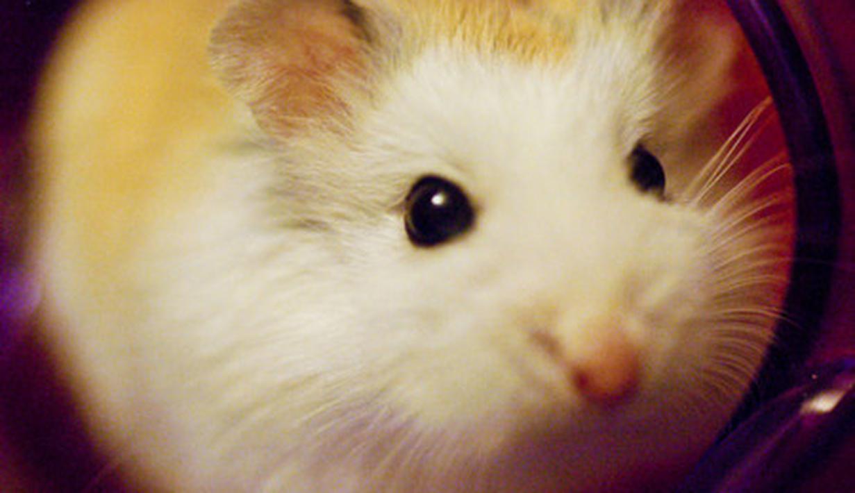 10 Foto Hamster Paling Lucu di Dunia - Photo Fimela.com