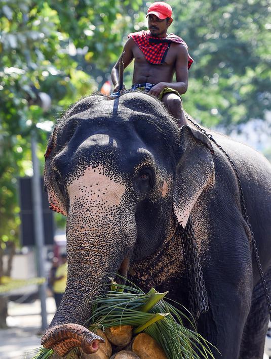 FOTO: 50 Gajah Siap Meriahkan Festival Perahera di Sri Lanka - Foto ...
