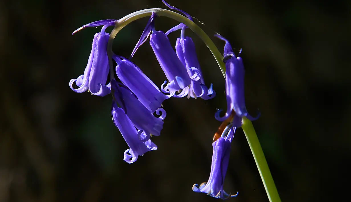 FOTO: Fenomena Hutan Biru nan Cantik di Belgia - Foto Liputan6.com