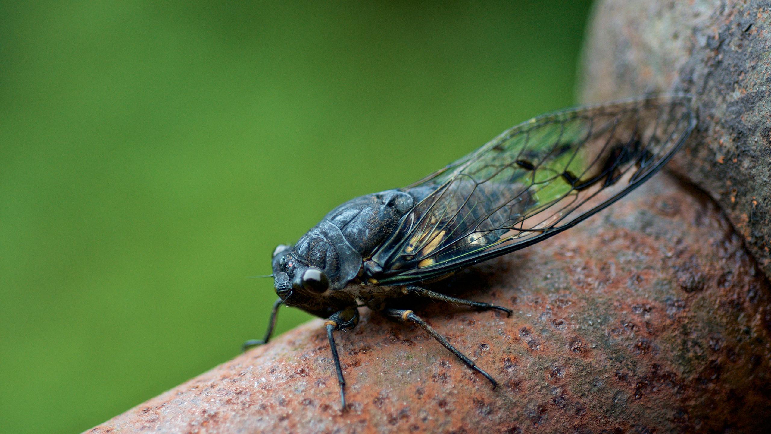 COVID-19 Cicada Tidak Disebarkan Serangga Tonggeret, Pakar: Hanya ...