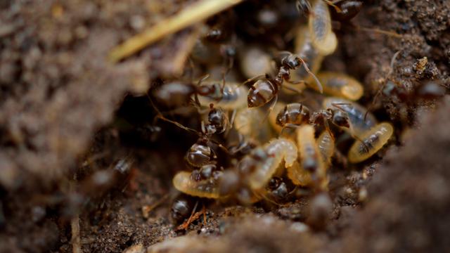 4 Penyebab Rayap Banyak di Rumah yang Bikin Mengganggu - Lifestyle ...