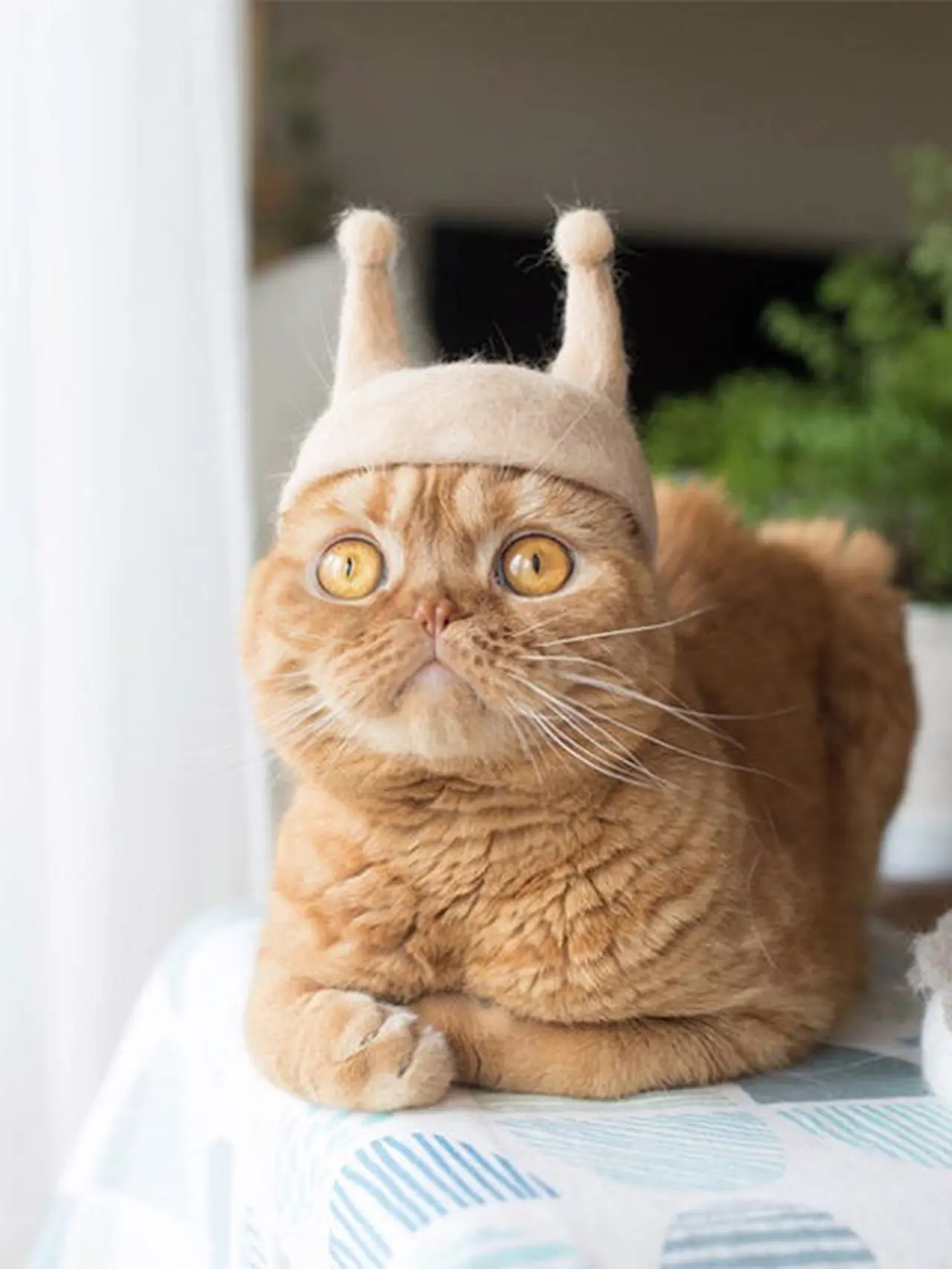 7 Potret Kucing Pakai Topi Lucu Ini Menggemaskan, Dibuat dari Bulu ...