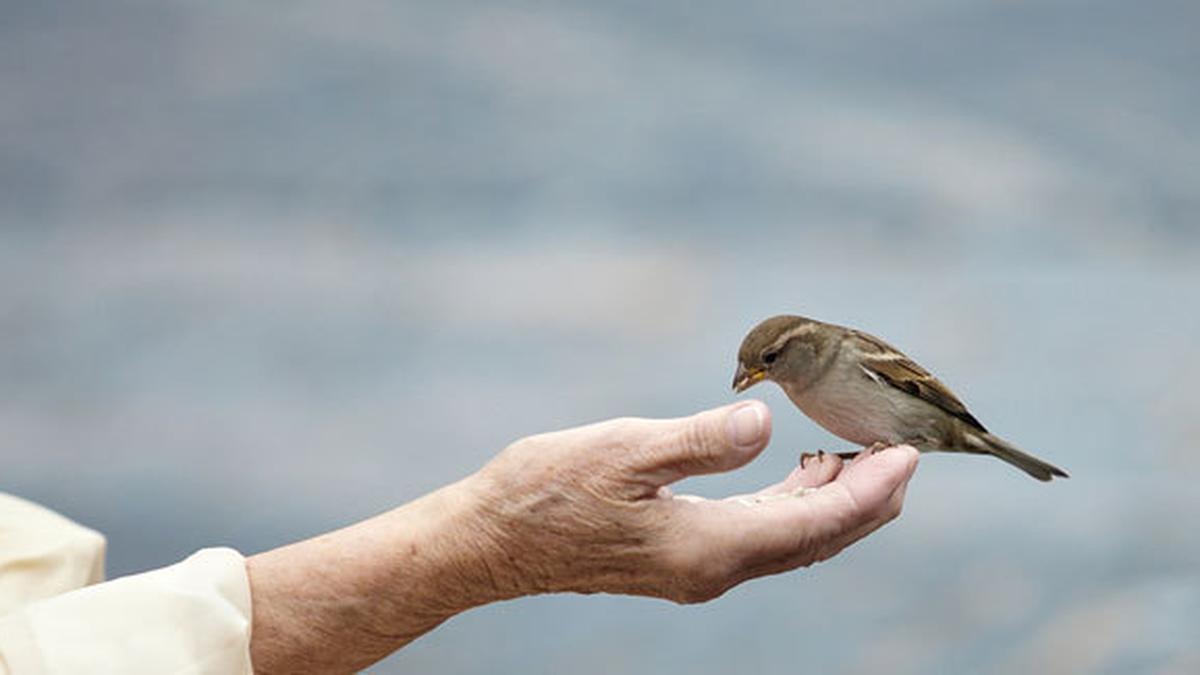 Kicauan Burung Dan Pikiran Positif - Lifestyle Fimela.com