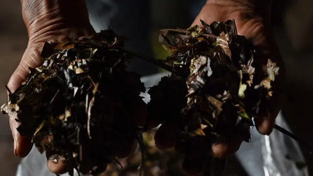 Kawa Daun, Minuman Tradisional Mirip Teh yang Berasal dari Daun Kopi ...