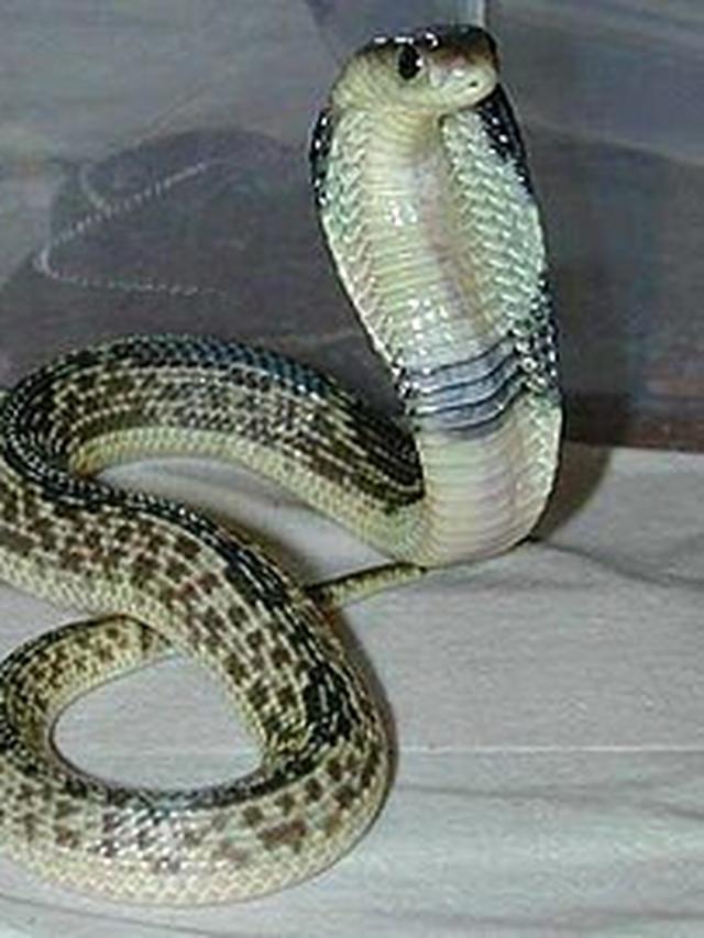 Kenali dan Waspada, Ini 5 Potret Ular Berbisa yang Hidup di Indonesia ...