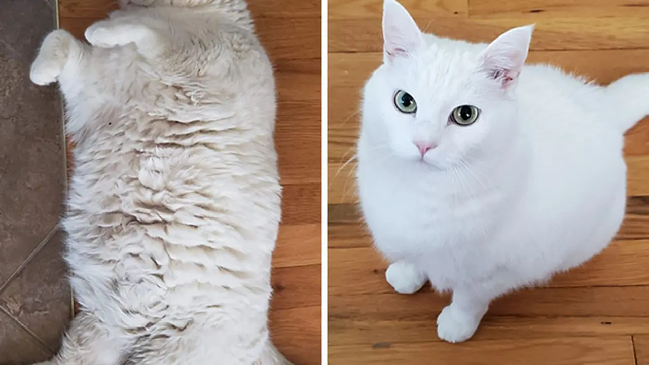 8 Potret Keren Transformasi Kucing Obesitas jadi Kurus - Citizen6 ...
