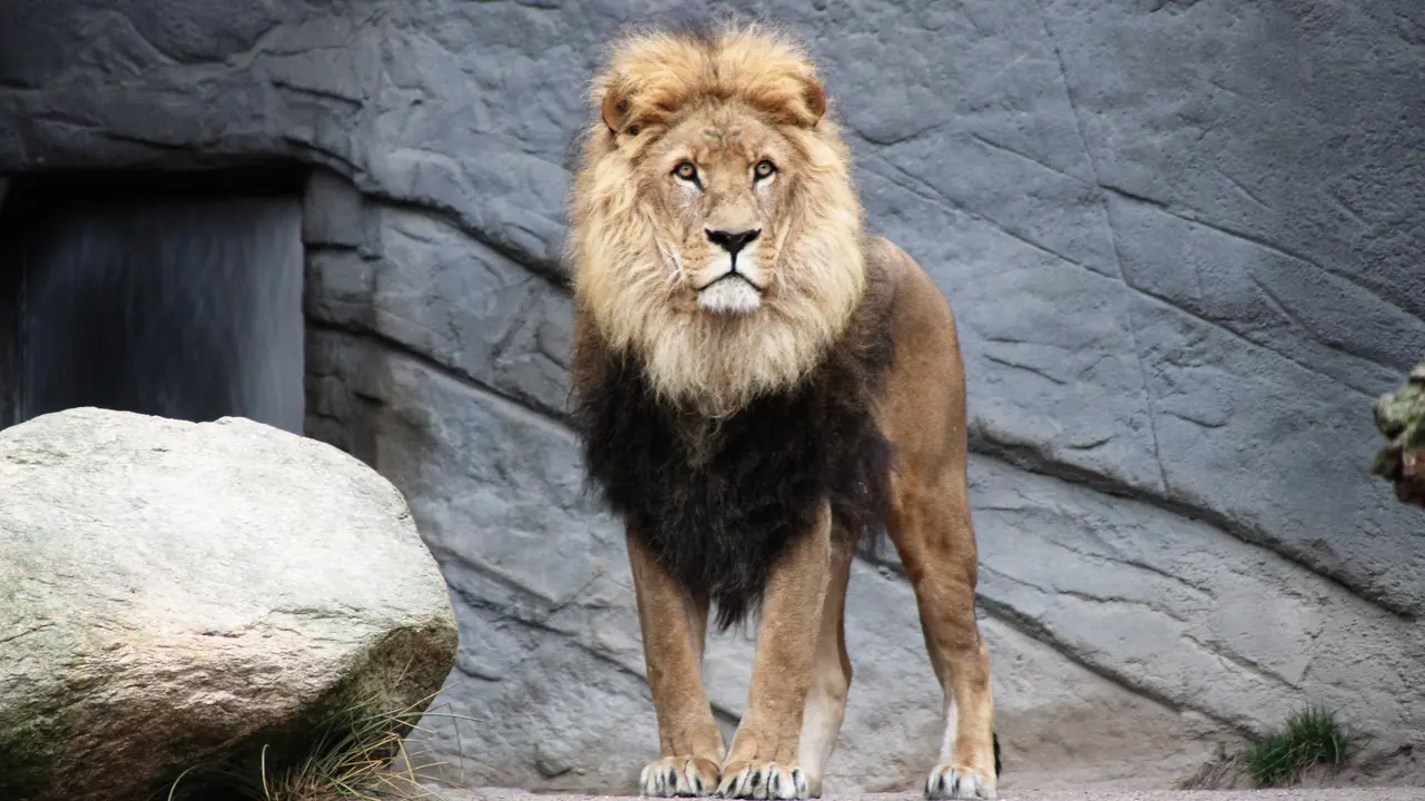 Arti Predasi, Ketahui Pula Klasifikasi dan Contohnya - Ragam Bola.com