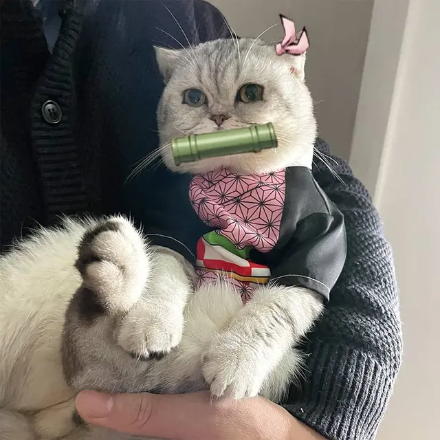 10 Potret Lucu Kucing Cosplay Karakter Anime Ini Bikin Gemas - Hot ...