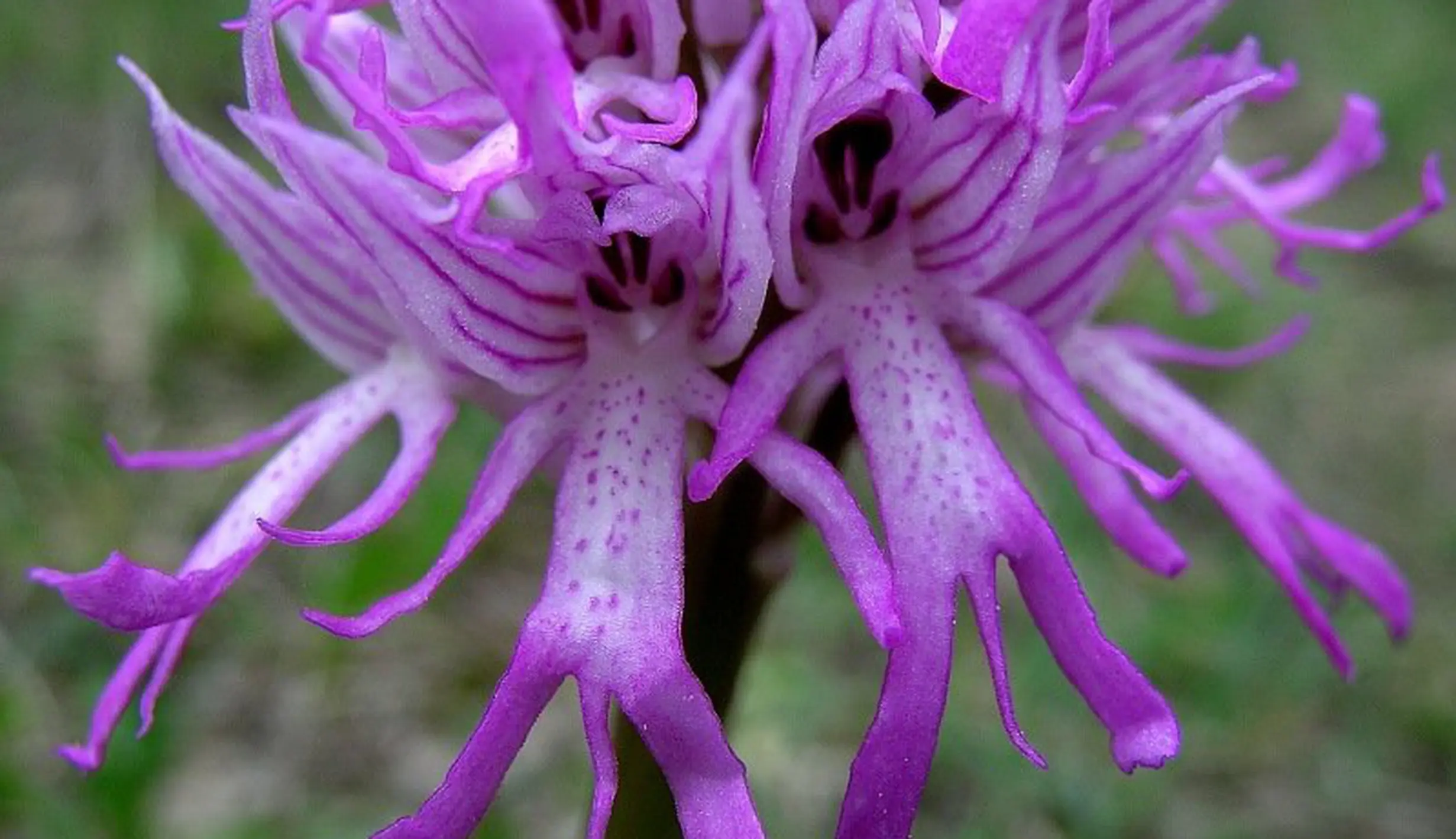 Bunga Unik Namun Tetap Cantik yang Ada di Dunia - Photo Fimela.com