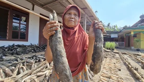 Mengenal Enbal, Singkong Bersianida Khas Kepulauan Kei - Regional ...