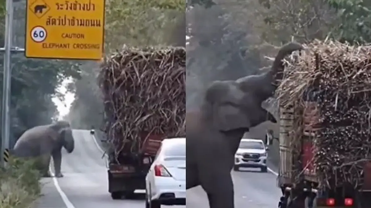 Berita Gajah Makan Tebu Hari Ini - Kabar Terbaru Terkini | Liputan6.com