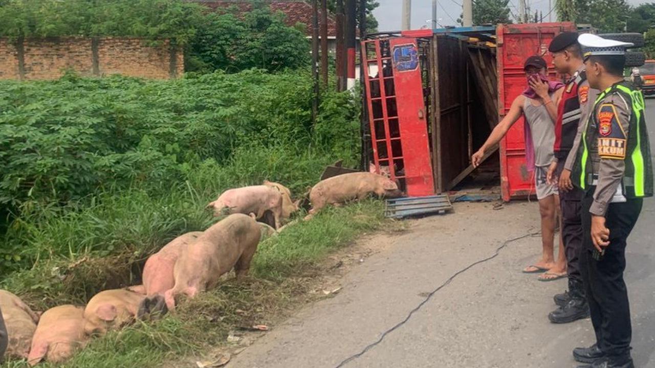 Geger Truk Babi Terguling di Lampung, Isinya Berhamburan di Jalanan