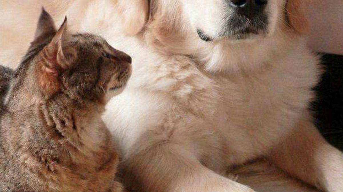 Ingin Anabul Sehat dan Bahagia, Ini Rahasianya - Lifestyle Fimela.com