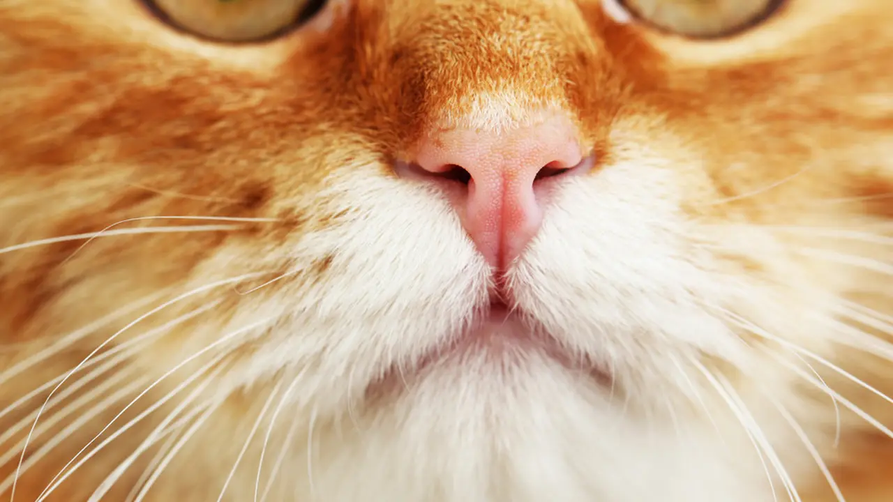 8 Hal Menarik Seputar Hidung Kucing dan Indra Penciuman Kucing ...