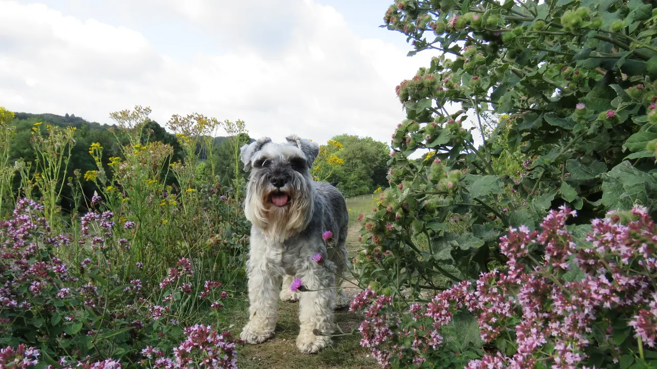 15 Macam Anjing Ras Kecil Lucu dan Menggemaskan, Cocok Jadi Peliharaan ...
