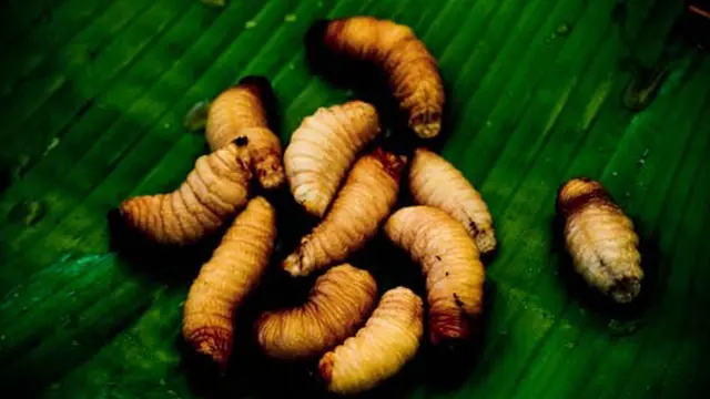 12 Makanan Ekstrem di Indonesia, Unik dengan Cita Rasa Khas - Hot ...