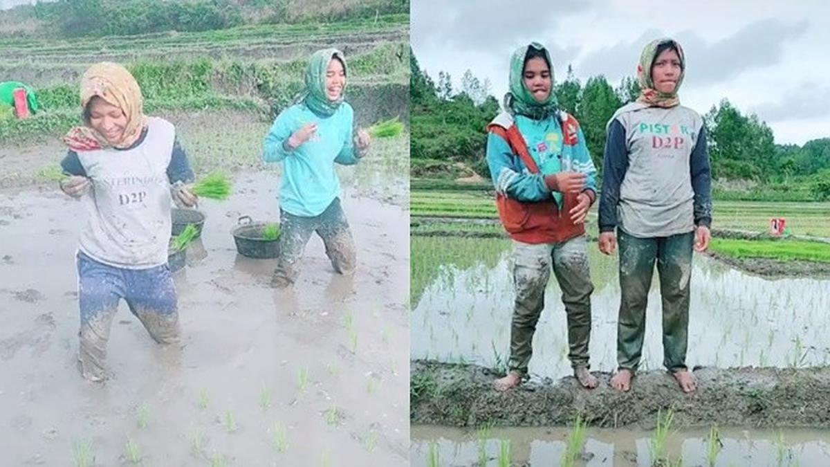 Viral Aksi Cewek Tanam Padi di Sawah Sambil Joget TikTok, Kocak