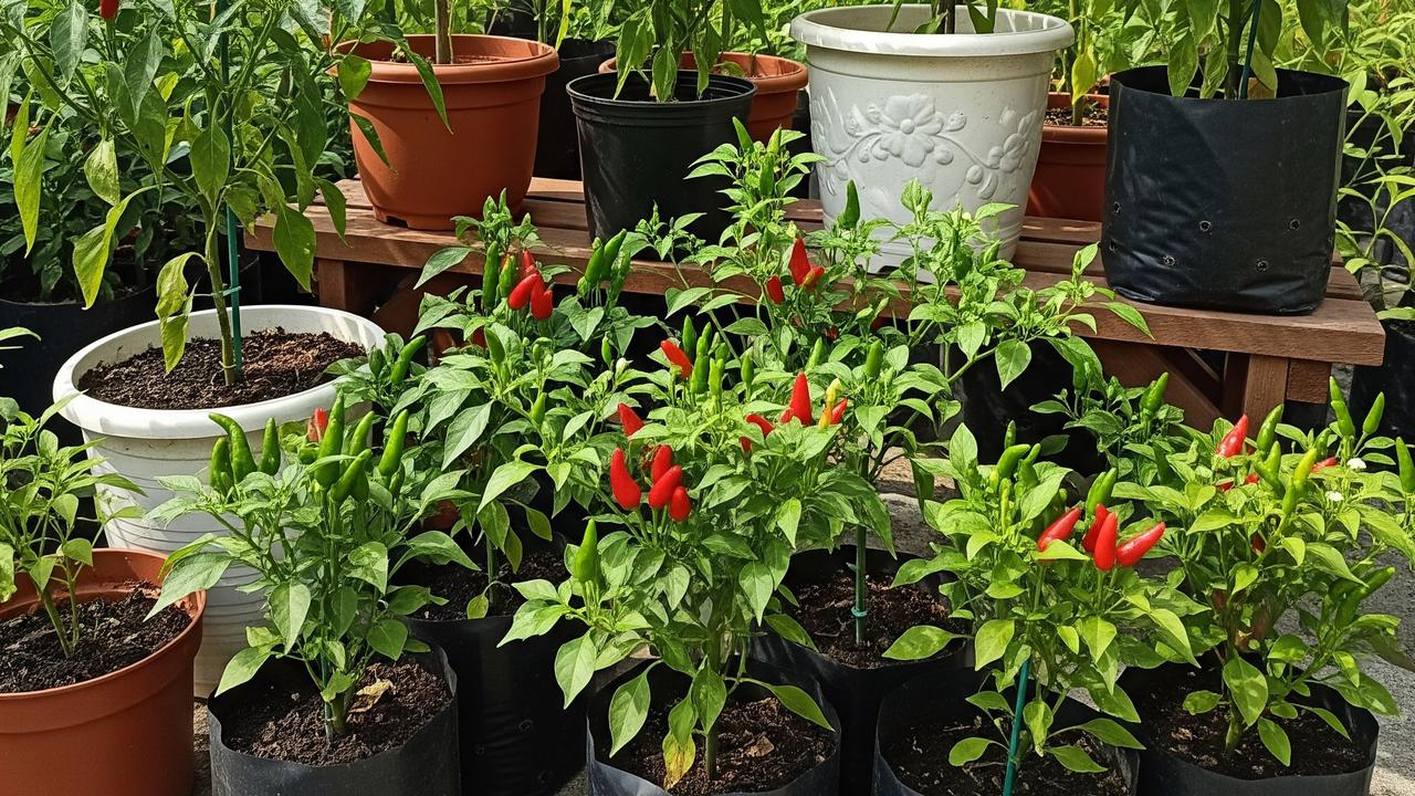 Tips Sukses Cara Menanam Cabe Rawit di Pot & Polybag untuk Pemula agar ...