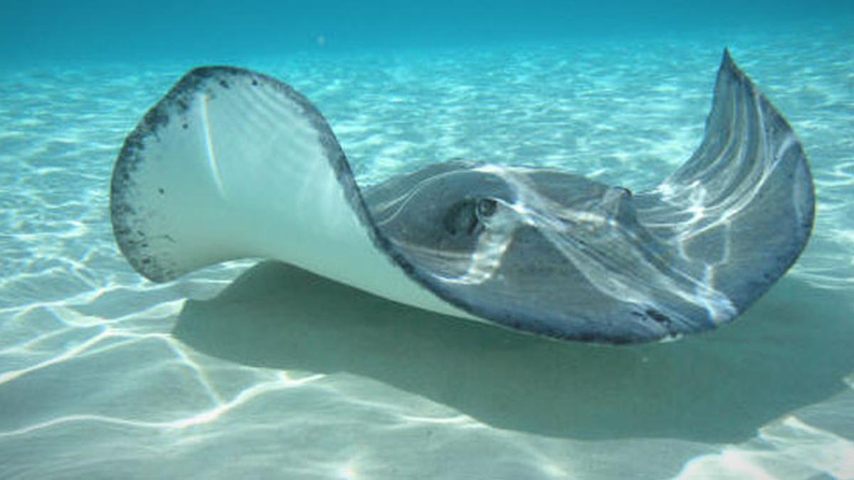 Satu Ekor Pari Manta Dibunuh, Negara Rugi Rp 9,75 Miliar - Bisnis ...