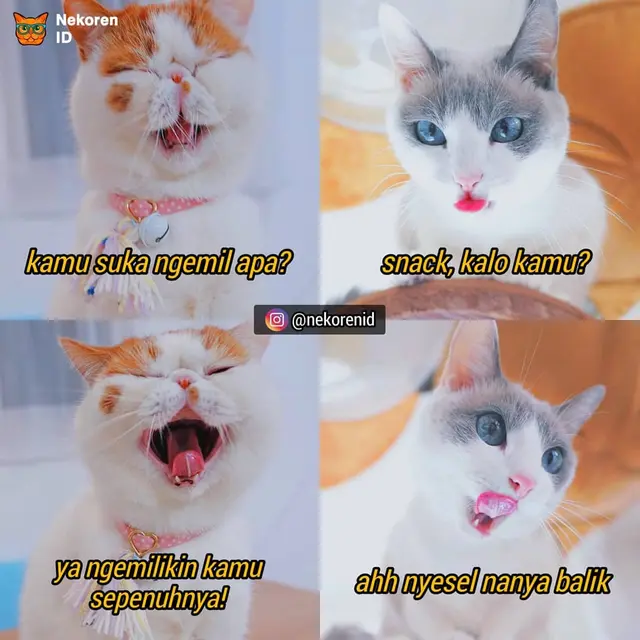 7 Meme Kucing Saat PDKT Ini Kocak Bikin Ngakak - Hot Liputan6.com