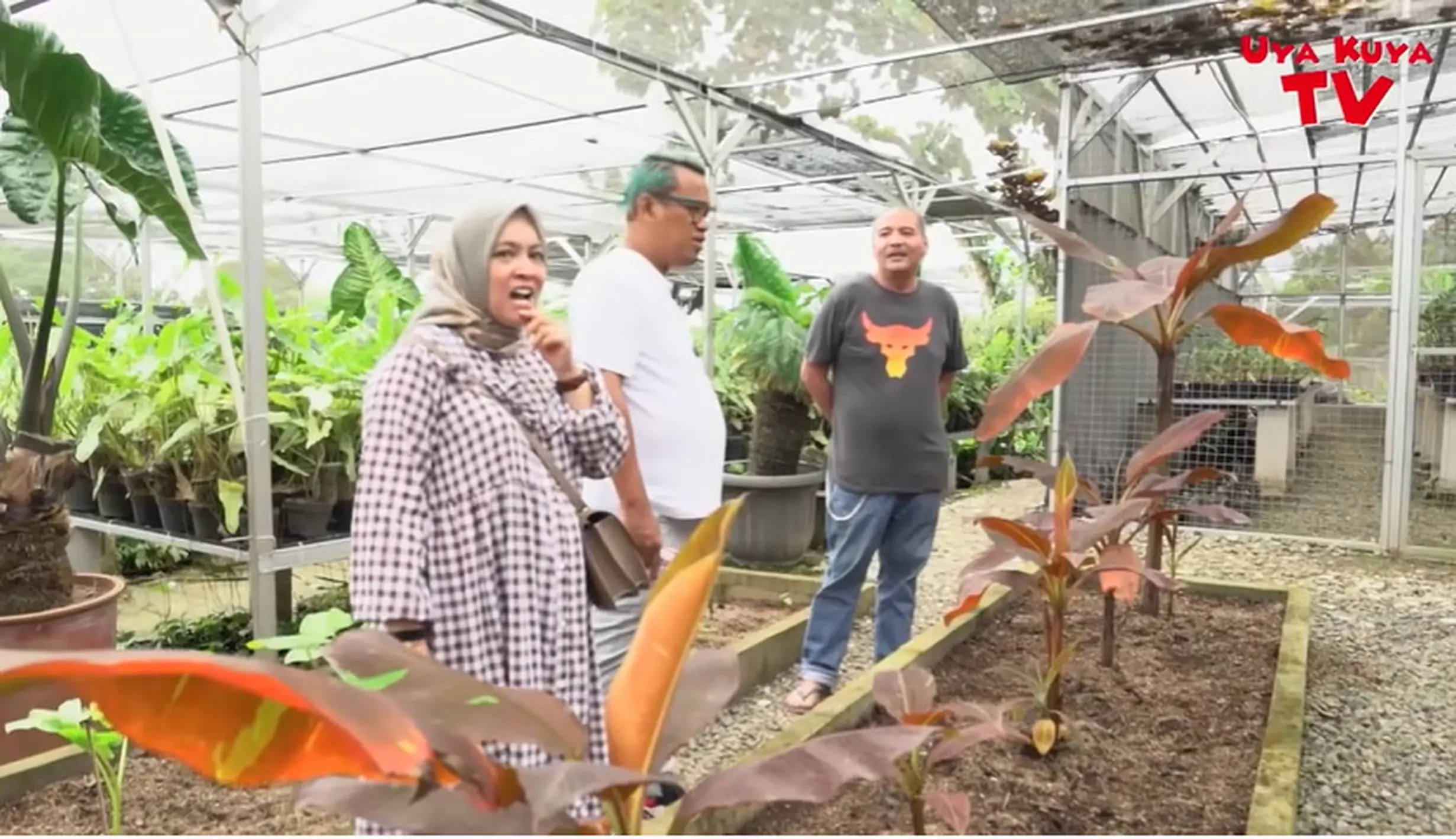 Potret Pohon Pisang Uya Kuya yang Harganya Rp 65 Juta - Photo Fimela.com