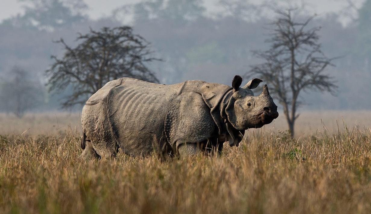 FOTO: Jumlah Meningkat, Petugas Lakukan Sensus Badak Bercula Satu di ...