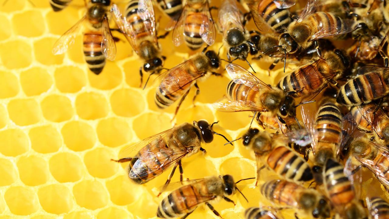 Propolis adalah Getah yang Diproduksi Lebah, Kenali Manfaatnya untuk ...