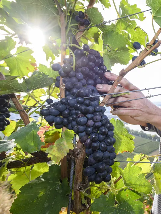 FOTO: Melihat Panen Anggur di Sepanjang Sungai Neckar Jerman - Foto ...