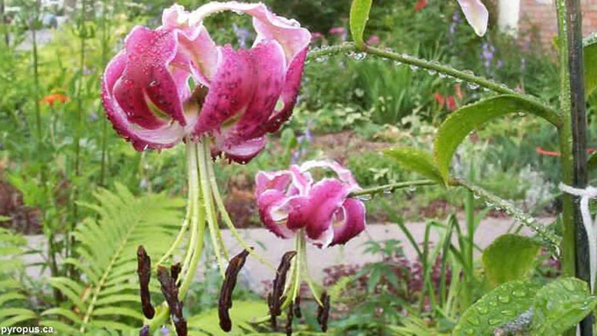 Tanaman Sehat untuk Rumah Anda - Health Liputan6.com