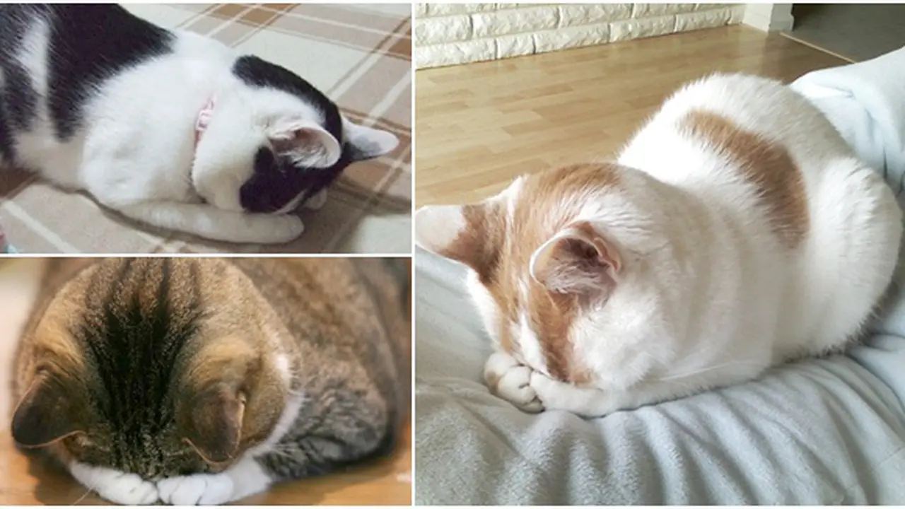 6 Tren Pose Foto Kucing Ini Ternyata Ada di Dunia