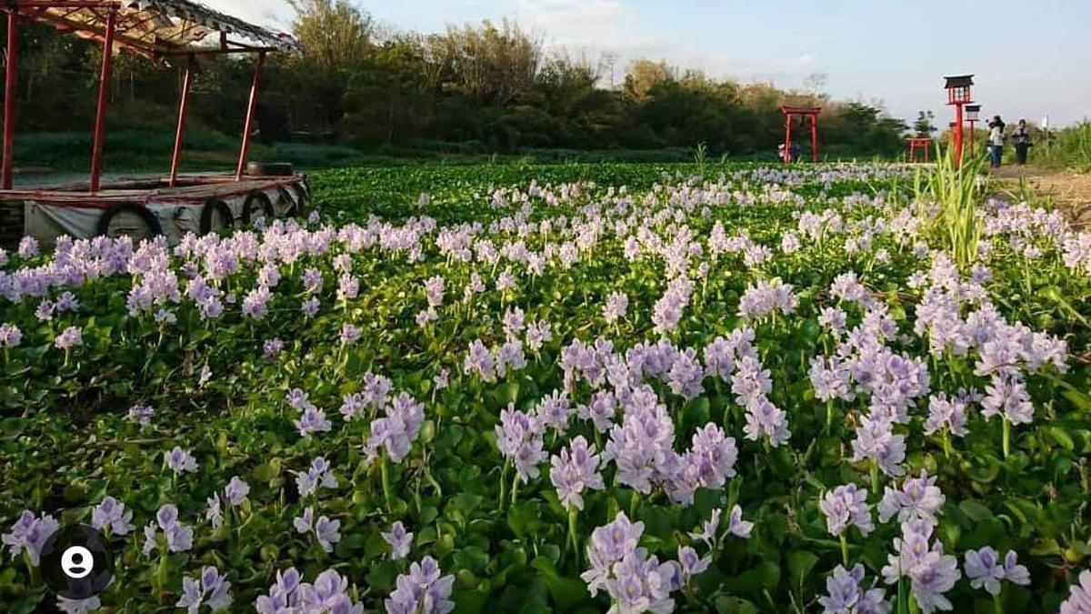 Tak Perlu Jauh-Jauh ke Jepang, Wisata Yogyakarta Ini Sajikan Tempat ...