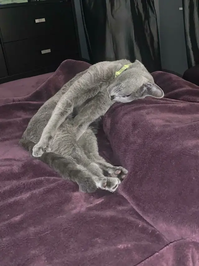 7 Potret Pose Absurd Kucing saat Berada di Rumah Ini Lucu Banget - Hot ...